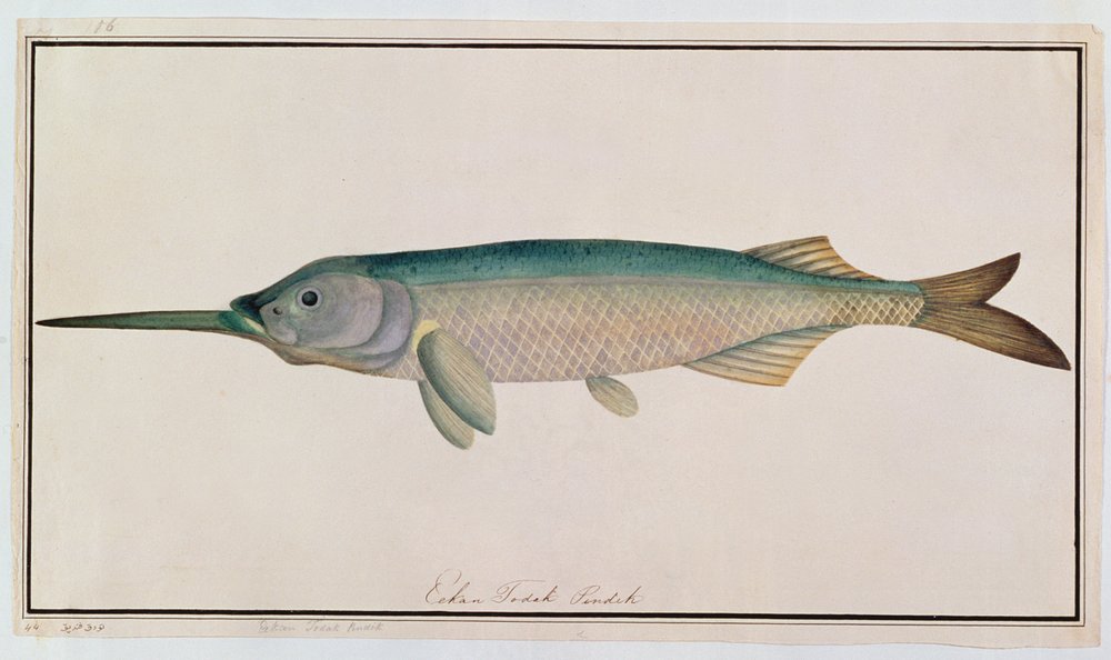 Eekan Todah Pindik、マラッカの魚の絵、c.1805-18（紙にトイレ）