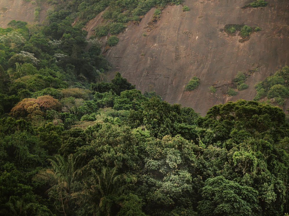 コルコバード15世、2020年（デジタル写真）