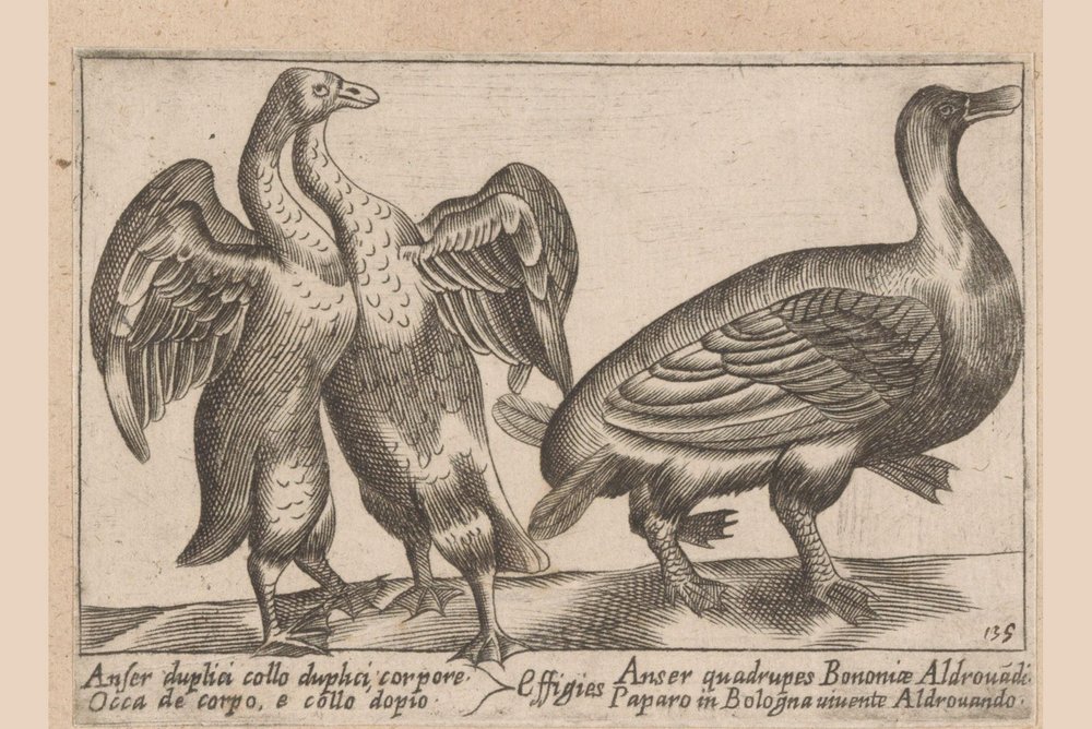 Misvormde ganzen ダブルネックとダブルボディのグース Dieren en fablewezens (シリーズのタイトル) li ...