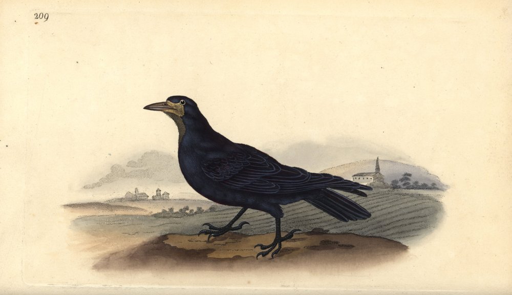 ルーク（Corvus frugilegus）。エドワード・ドノバンがロンドンで出版した「英国鳥類博物誌」から描いて彫った手彩色の銅版画。