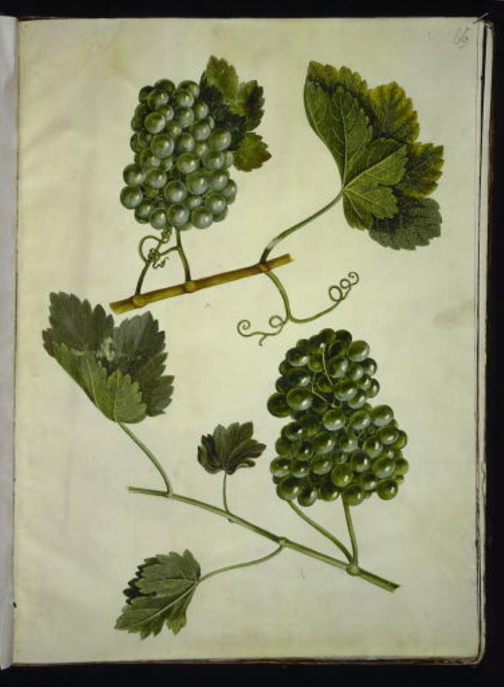 Vitis vinifera (一般的なワイン)