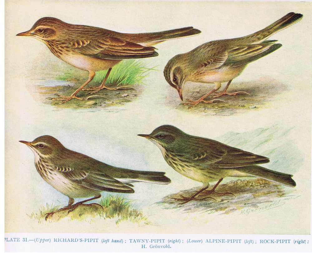 リチャードピピ、タウニーピピ、アルパインピピ、ロックピピ、カークマンウントジュルダーンの「ブリティッシュバード」のイラスト、1966