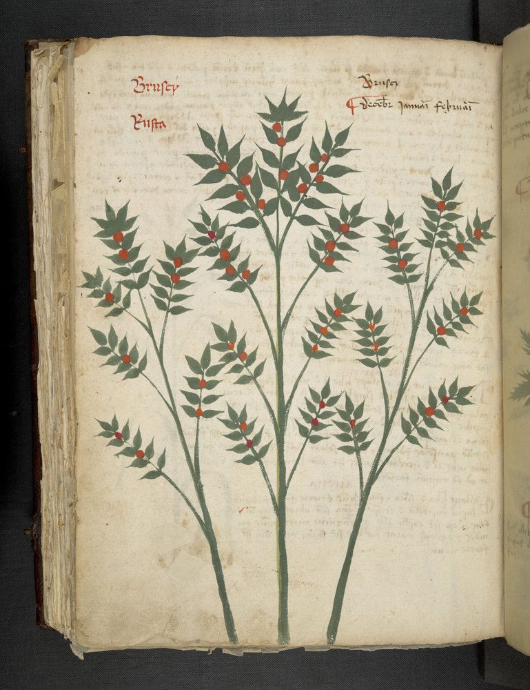 MS 41623 f.99v 'A herbal'、Belluno (ベラムにインクとカラー) を追加