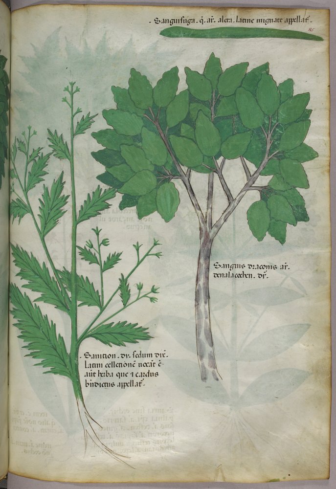 植物図版、1440年頃（ヴェラムにインクと彩色）