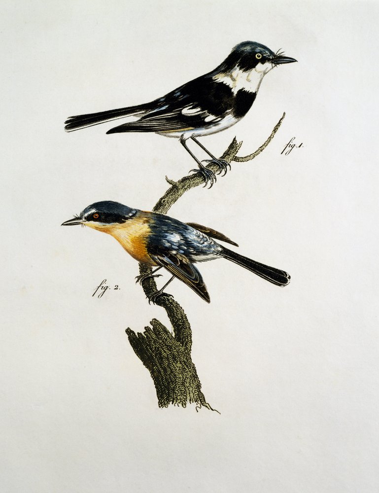 Pririt Batis（バティス・プリリット）の男性・女性