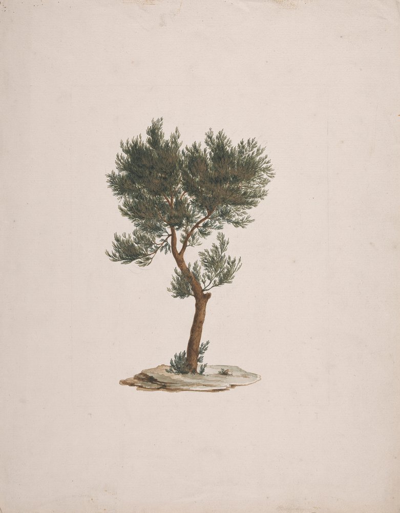 Juniperus procera Endl。 (アフリカペンシルシダー): 木の習性を描き終えたもの