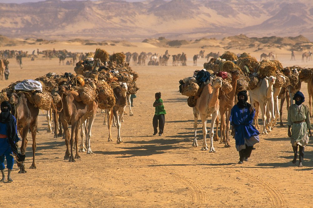 ファチ郊外の塩ラクダキャラバン。ニジェール、ファチ近郊