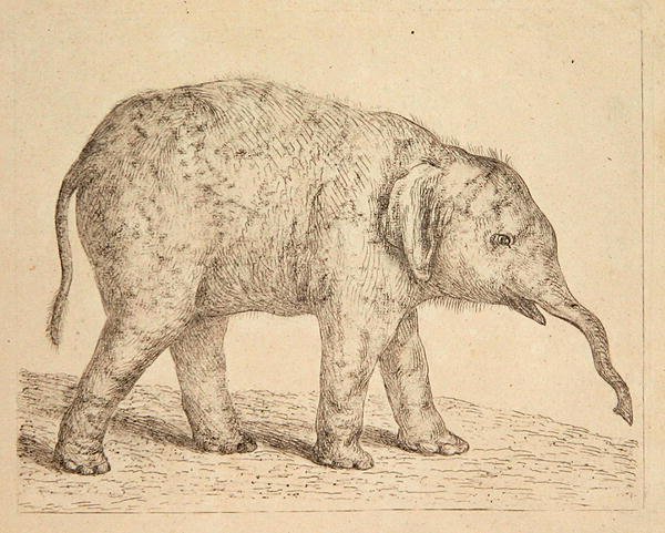 エレファント（エッチング）