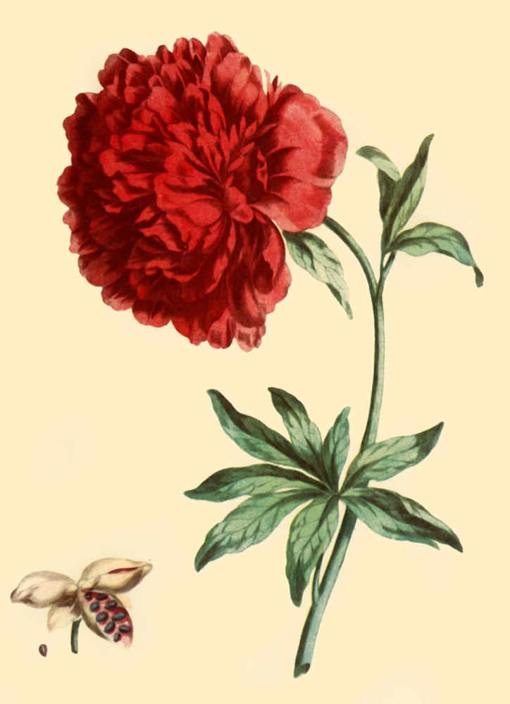 「牡丹: Paeonia Femina Full Red Major Flower」、1769年、1946年。