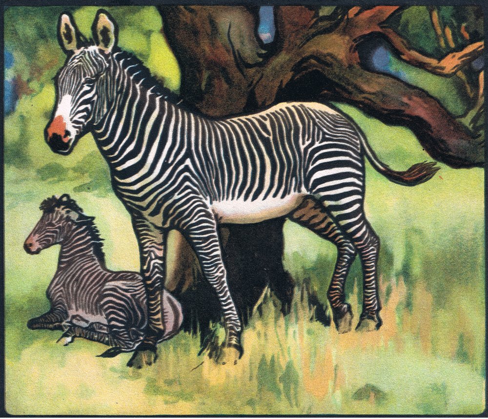 シマウマ、P. Pycraft 作「Pads, Paws and Claws」のイラスト