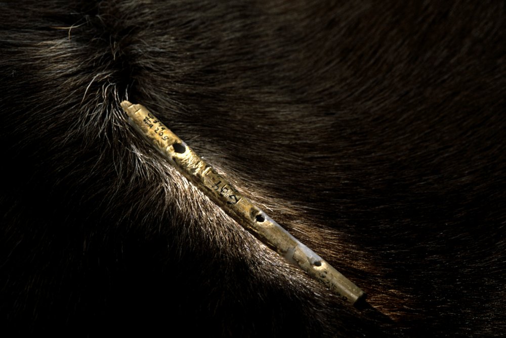 ドイツ、チュービンゲン、ガイセンクロスターレ出土の骨製フルート、エーバハルト・カールス大学、2000年（写真）