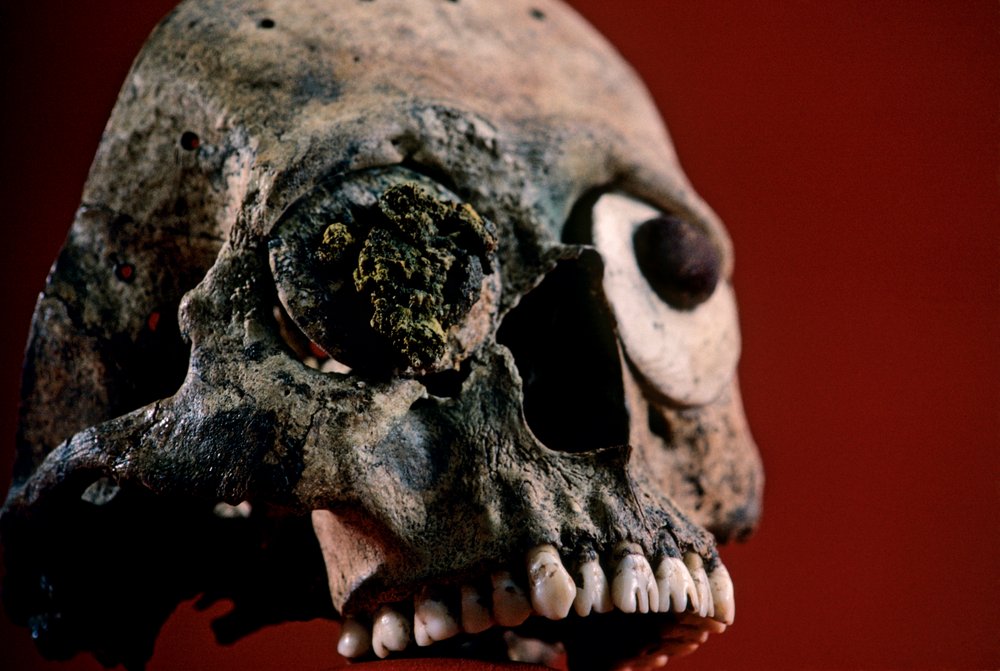 歯を削った頭蓋骨、メキシコ、アステカ、テンプロ・マヨール、2010年（写真）