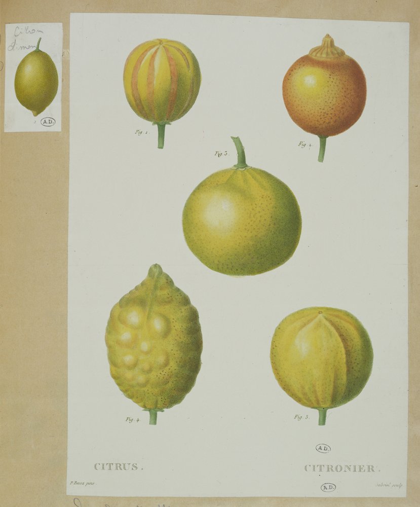 ガブリエルが刻んだレモン