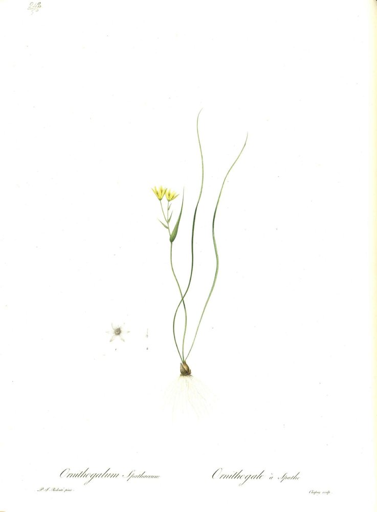 Gagea spathacea（Orig。Ornithogalum spathaceum）のイラスト