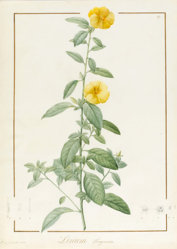 Linium Trigynum、1813（ベラム上の微量のグラファイト上のトイレと体の色）