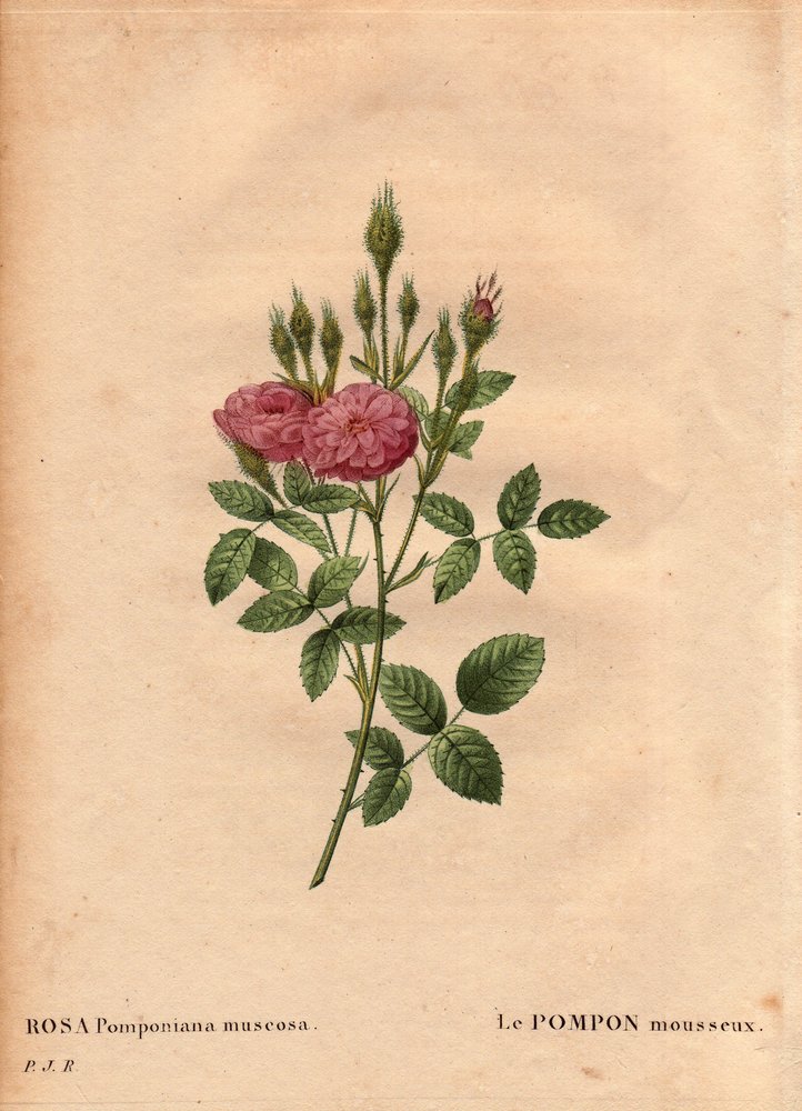 ボタニカルボード、花、バラの品種1801年頃にイギリス西部の庭で発見された、きらめくポンポンのような種類の「ローズ・ド・モー」（Rosa ...