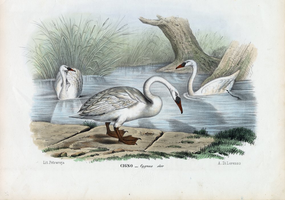 ミュートスワン、1863-79