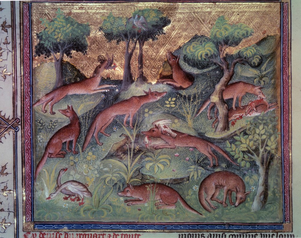 家禽を狩るキツネ。Gaston Phoebus (1331-1391) dit Gaston III Comte De Foixによる写本 ...