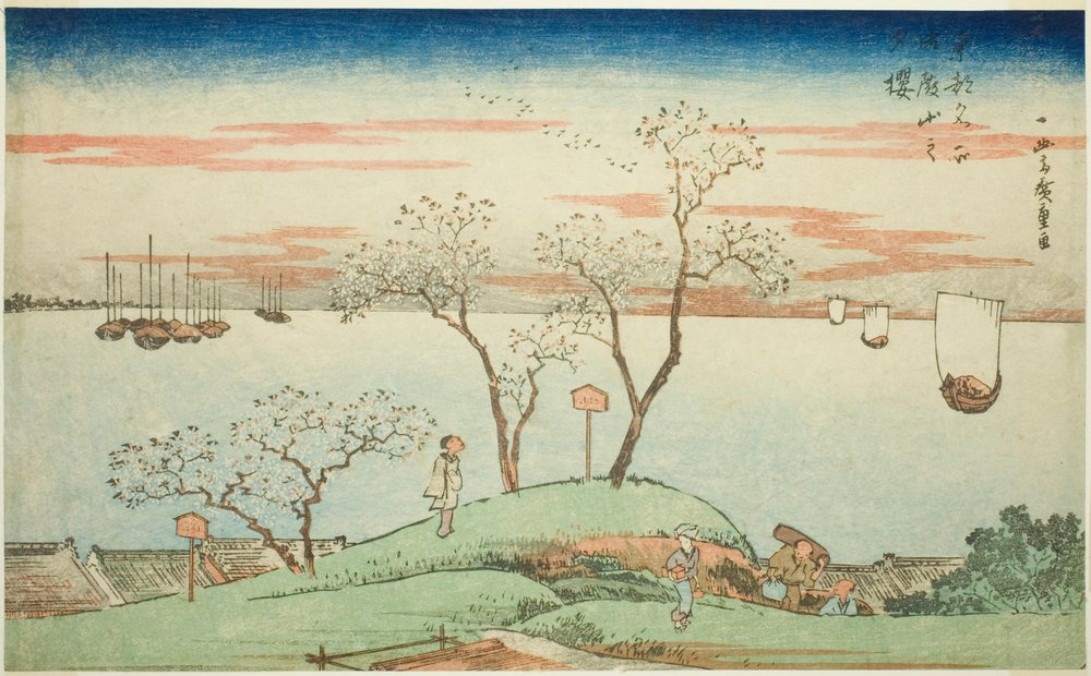 連載「東都名所図」より 御殿山の夕桜