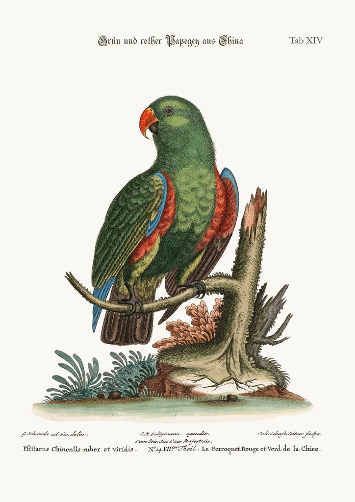 中国の緑と赤のオウム、1749-73