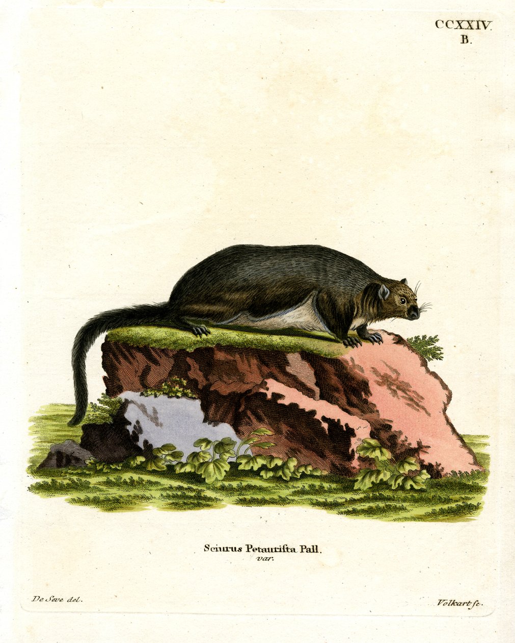 モモンガ（彩色彫刻 | ドイツ語学校