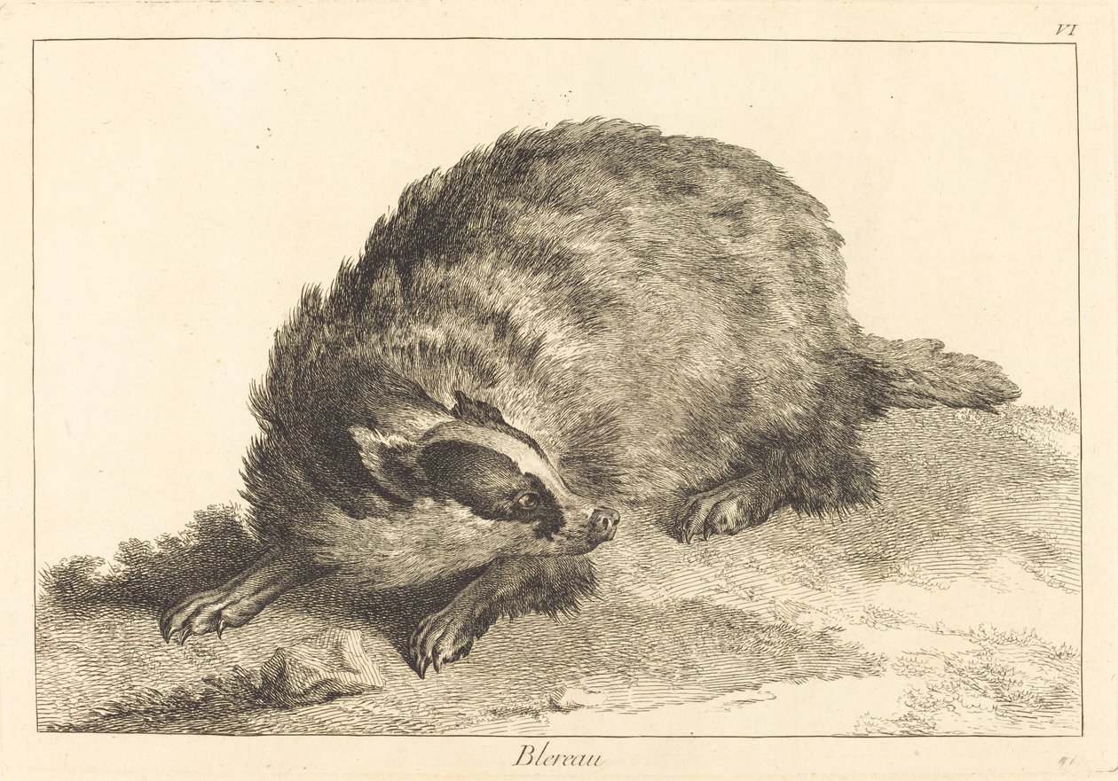 Blereau (Dachs)