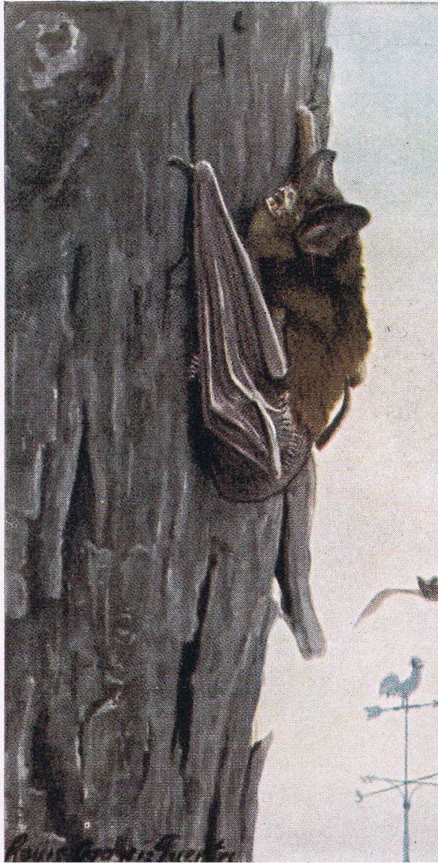 Kleine braune Fledermaus von Louis Agassiz Fuertes