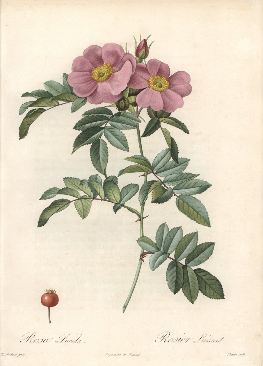 バージニアの薔薇、ピンクの花 - Pierre Joseph Redoute (1759-1840)のイラストを元にしたEau forte ...