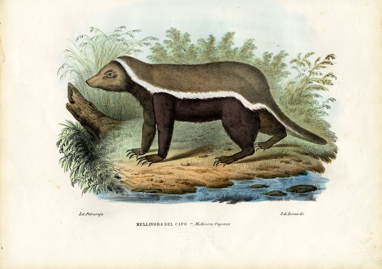 ハニーバジャー、1863-79