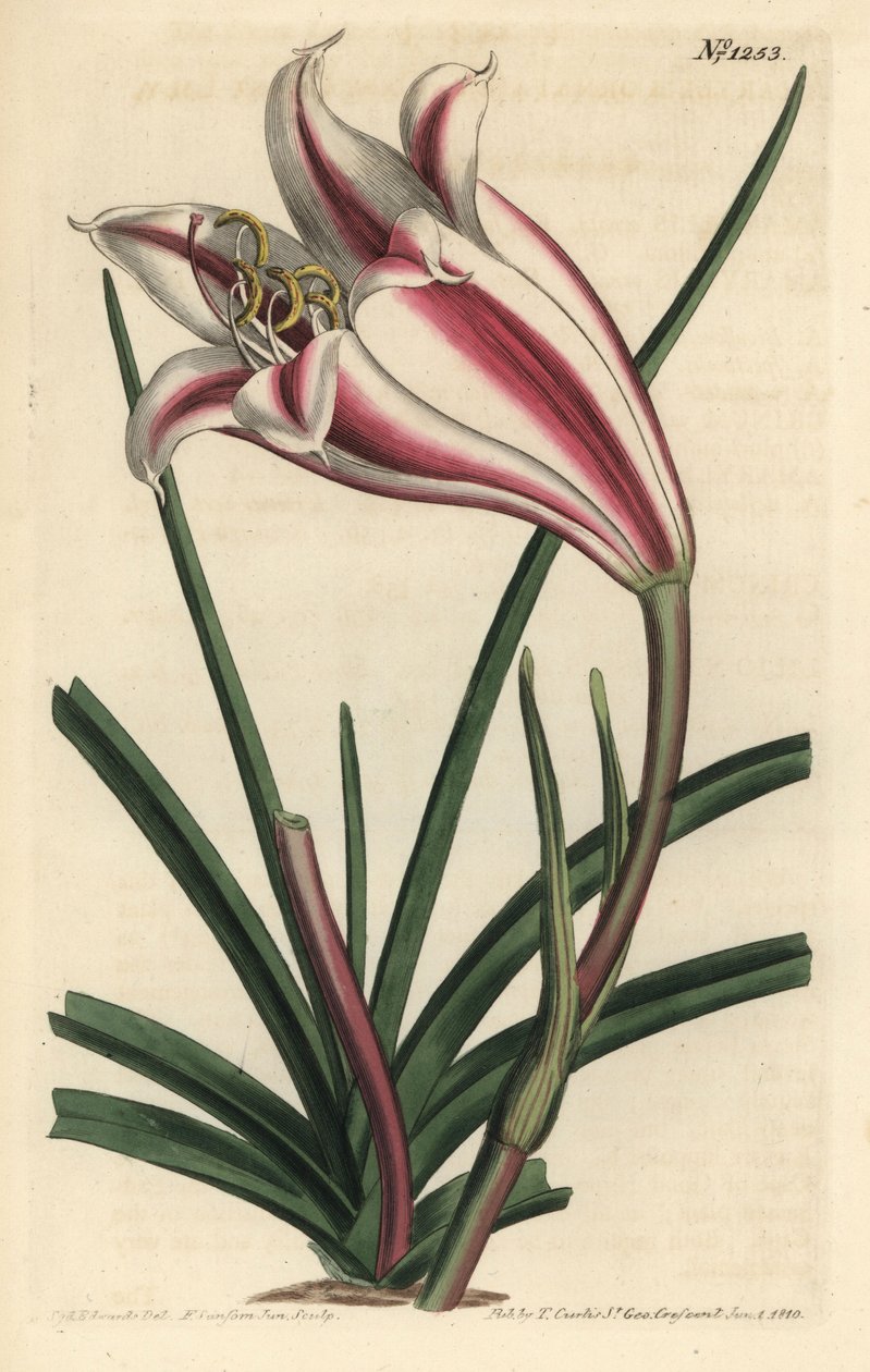 Lily Variete - Cape coast lily, Crinum ornatum (Amaryllis ornata ...