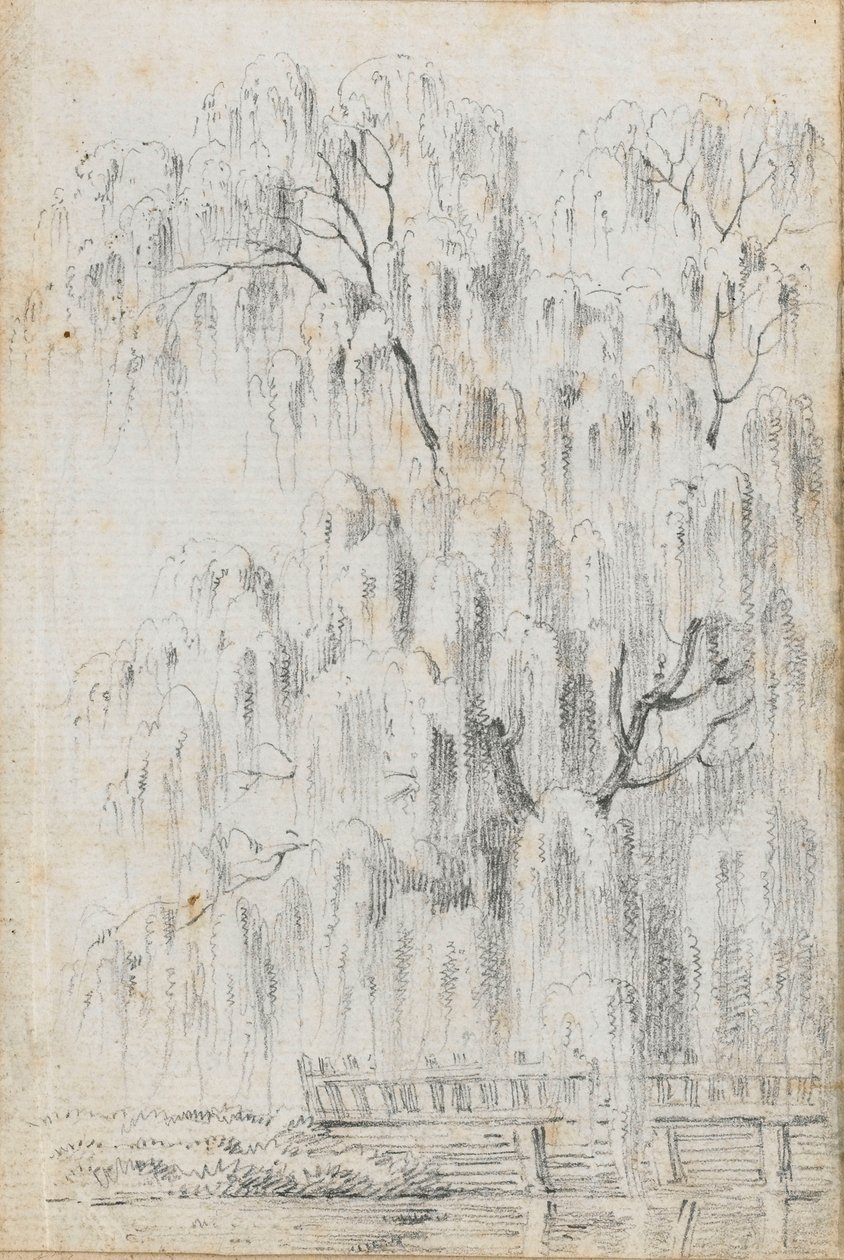 マートンの水面に張り出した木の研究（レクト）