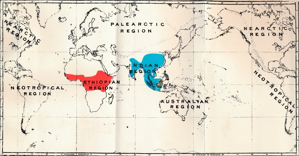 Anthropoidea-地図配布属Semnopithecus Blue、Nasalis Brown、Colobus Red、1897