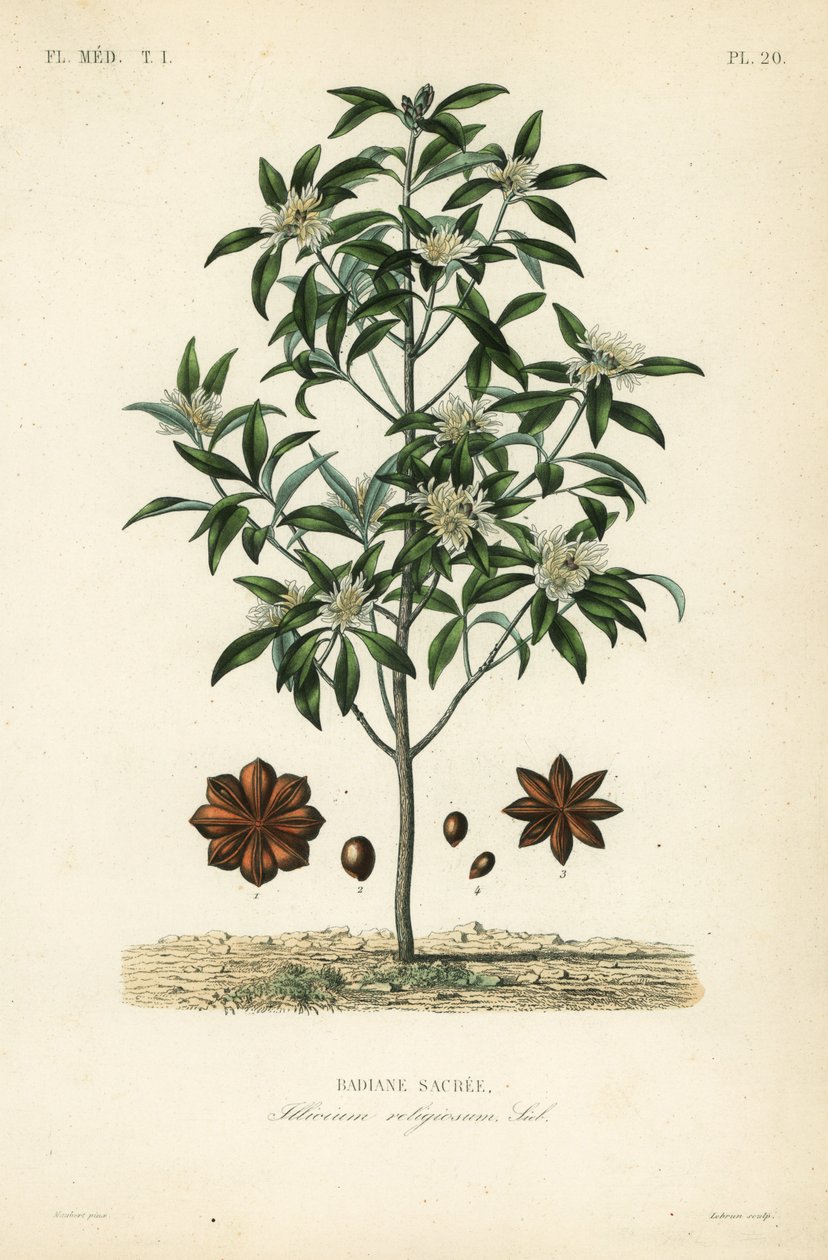 日本のスターアニス、アニスの木または神聖なアニスの木、Illicium anisatum、Illicium religiosum ...