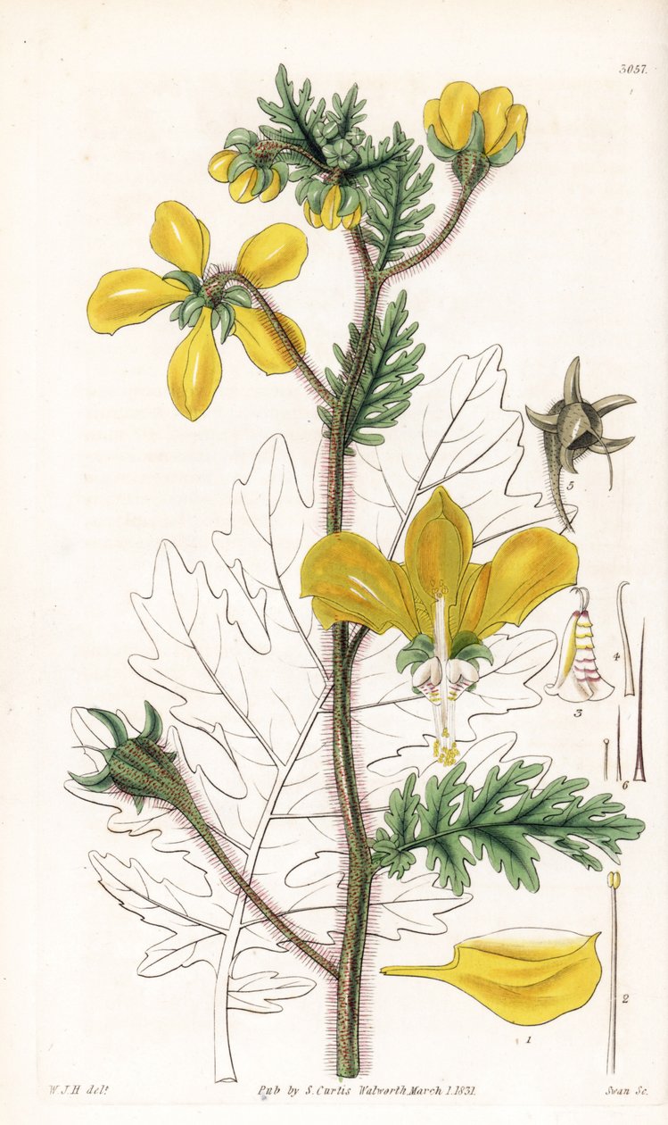 ナサ・ウレンス（ヒスピド・ロアサ、Loasa hispida）。Samuel Curtis's "Botanical Magazine ...