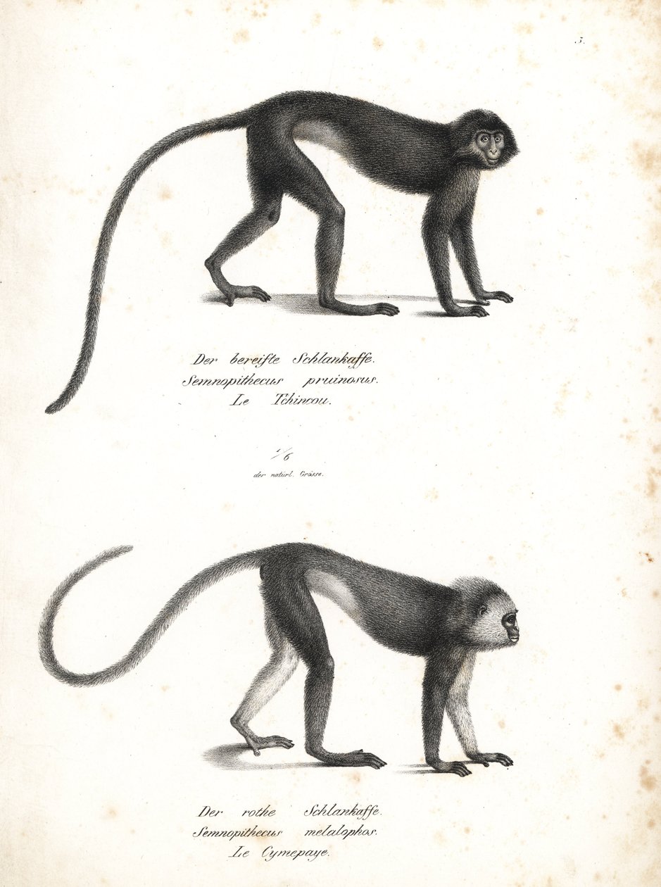 絶滅が危惧される銀色のルトゥン、Trachypithecus cristatus（Semnopithecus pruinosus）とスマトラの ...