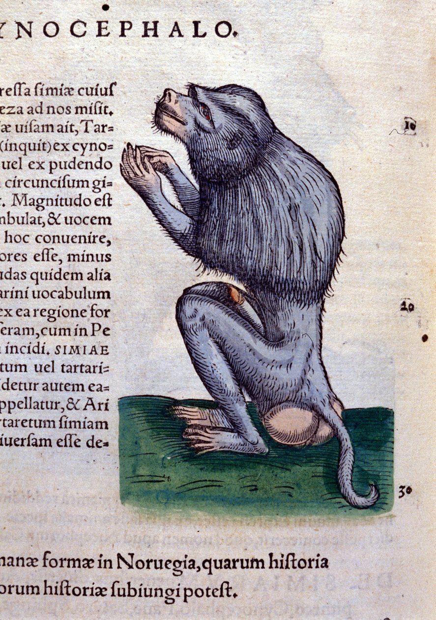 Konrad GesnerのHistoriae animaliumの後のヒヒ、Tiguri