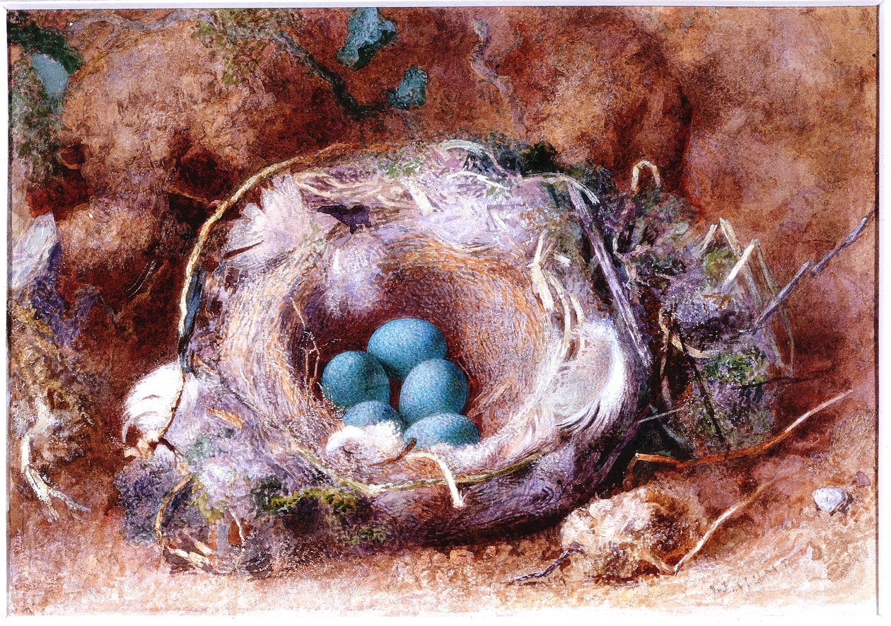 鳥の巣、1825～1850年頃（水彩とガッシュ）