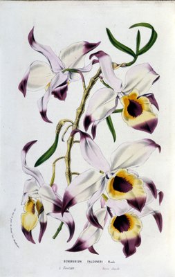 Dendrobium falconeri：ラン科の植物。